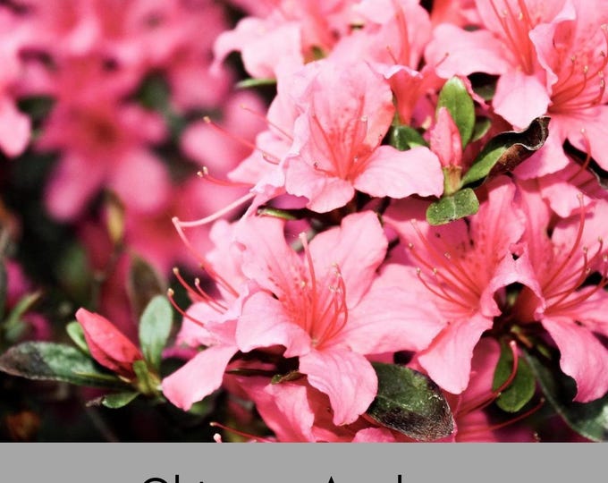 Satsuki Azalea - Etsy