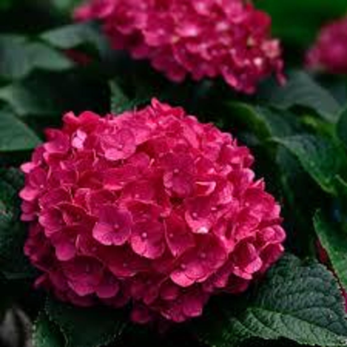 Cherry-go-round™ Hydrangea | Compact Reblooming Mophead | Bright Red ...