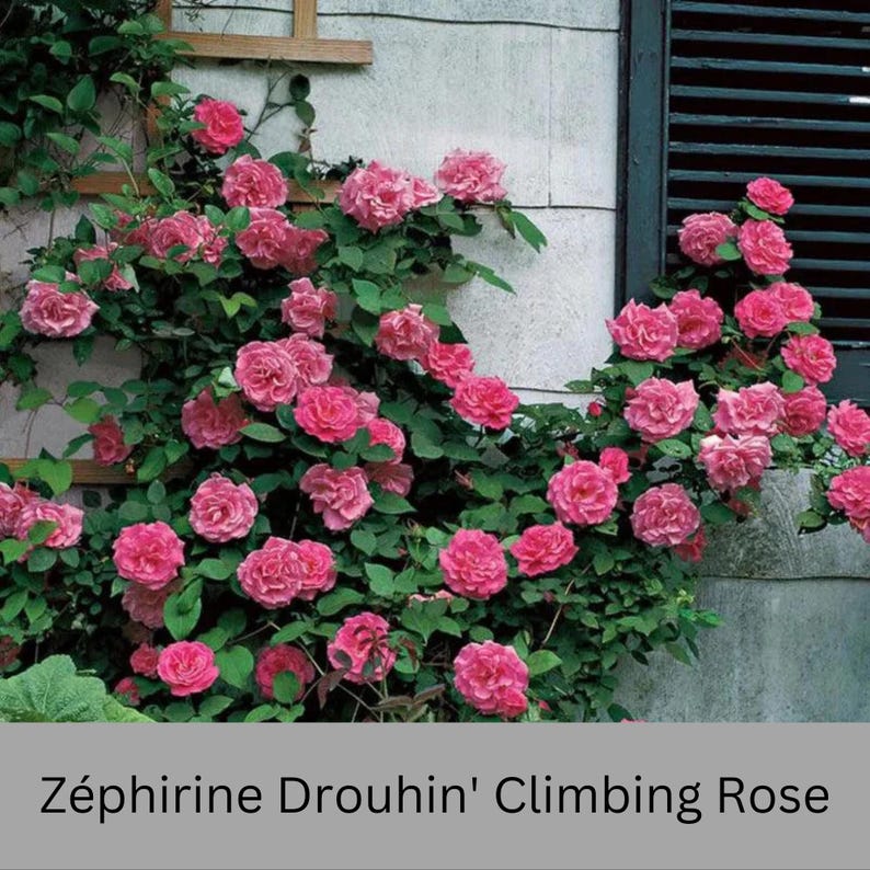 Zéphirine Drouhin' Climbing Rose | Rosa 'zéphirine Drouhin' | Fragrant ...