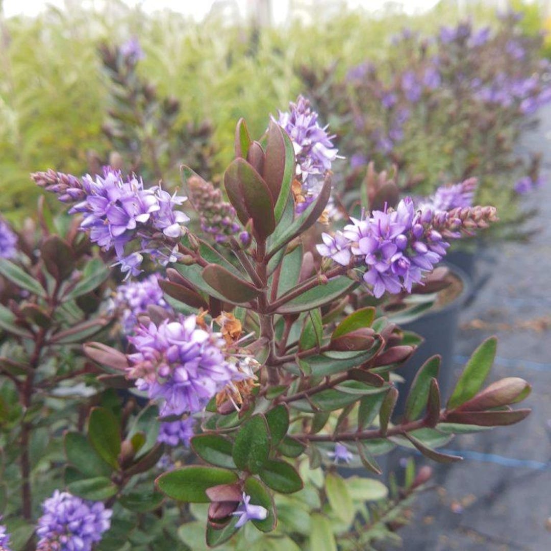 Mauve Marble™ Hebe – Variegated Evergreen Shrub | 1 Gallon Container - Etsy