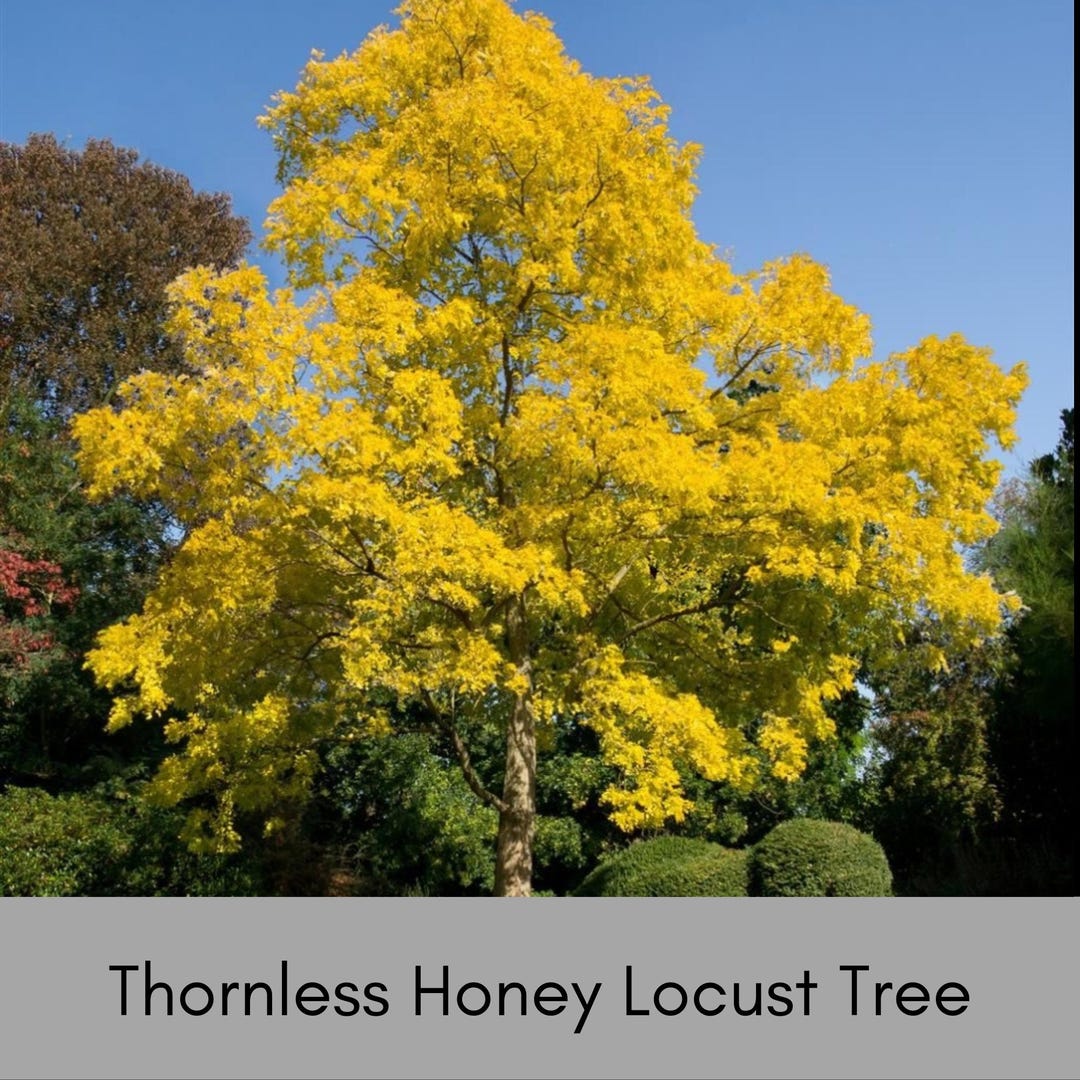 Thornless Honey Locust Tree, Perfect for Native Plant Landscapes, Seeds ...