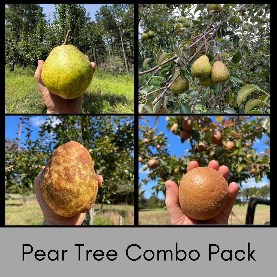 PEAR TREE COLLECTION, Fall and Winter Fruit, 4 Trees per Gift Pack ...