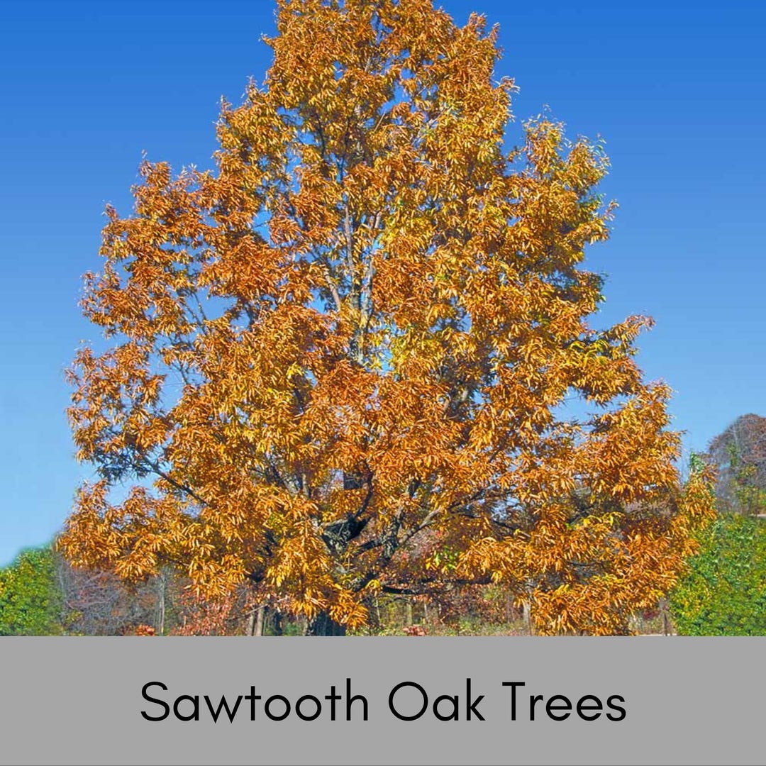 SAWTOOTH OAK TREES, Wildlife Friendly, Free Shipping!, Shade Tree With ...