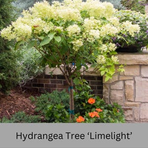 Limelight Hydrangea Tree | Stunning Hardy Flowering Shrub, Large White ...