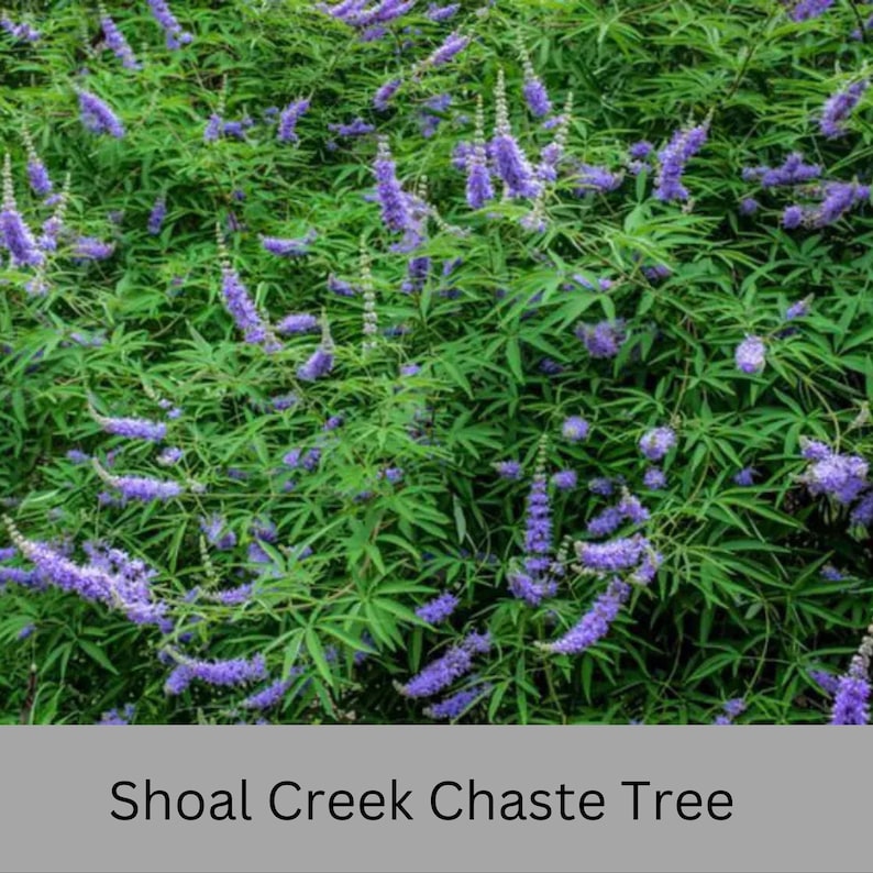Shoal Creek Chaste Tree – Fast Growing, Pollinator Friendly Flowering ...