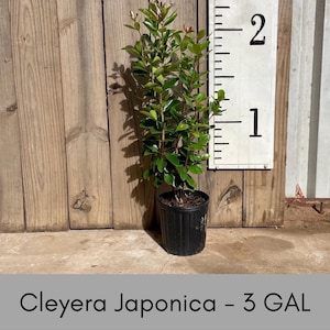 CLEYERA Japonica, 1 and 3 Gallon Size Plants, Fast Growing, Full Sun ...