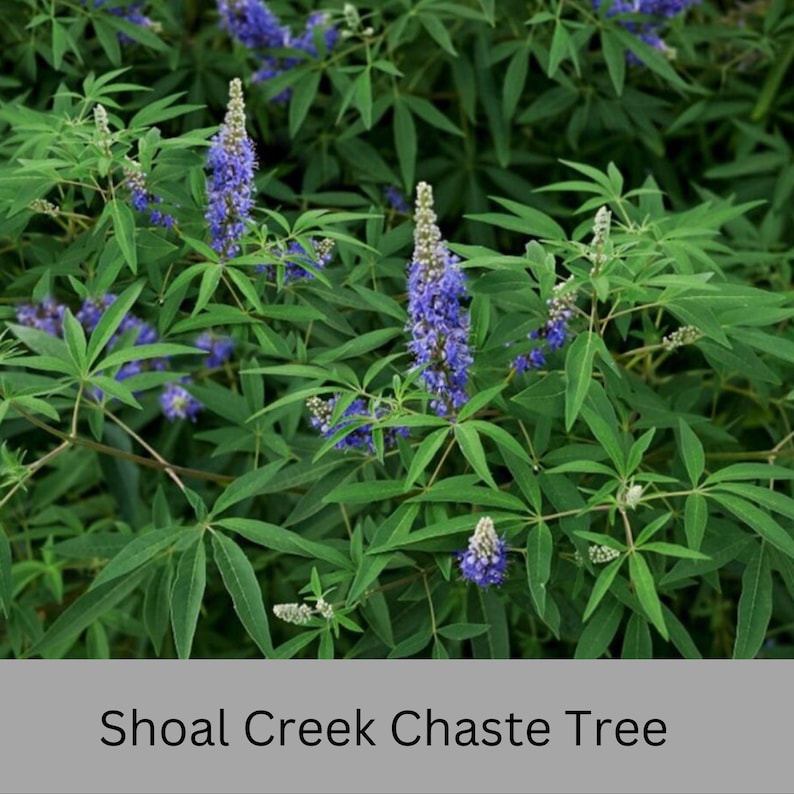 Shoal Creek Chaste Tree – Fast Growing, Pollinator Friendly Flowering ...