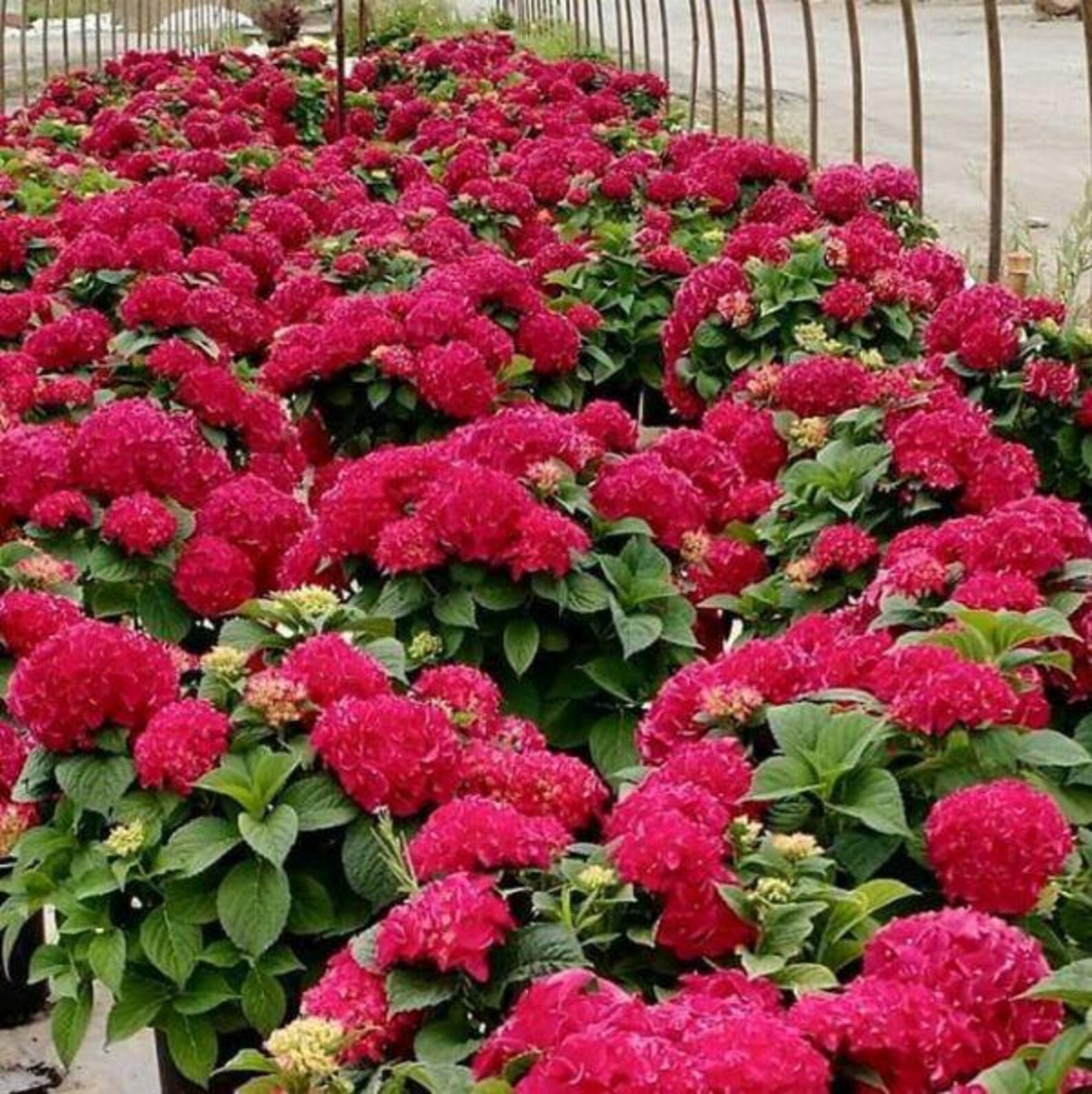 Cherry-go-round™ Hydrangea | Compact Reblooming Mophead | Bright Red ...