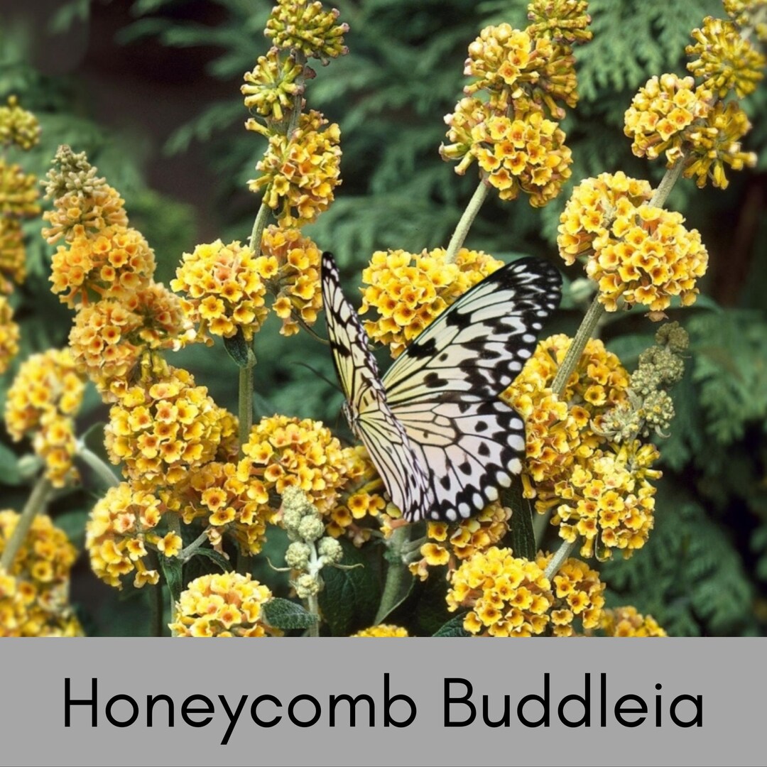 HONEYCOMB BUTTERFLY BUSH, Yellow Flowers, Bee Friendly, Pollinator ...