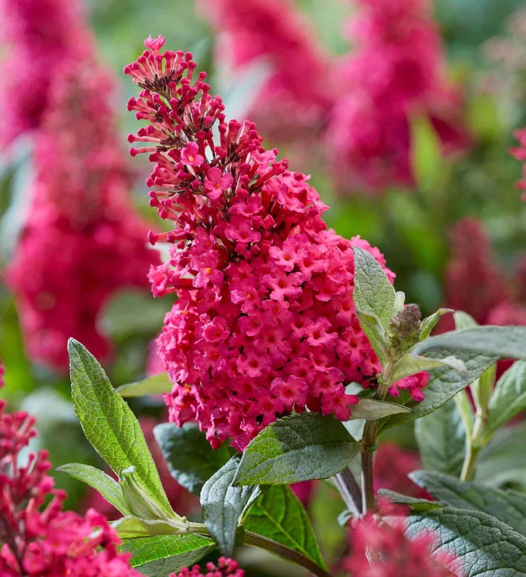 Li'l Raspberry™ Butterfly Bush – Butterfly Candy™ Collection - Etsy