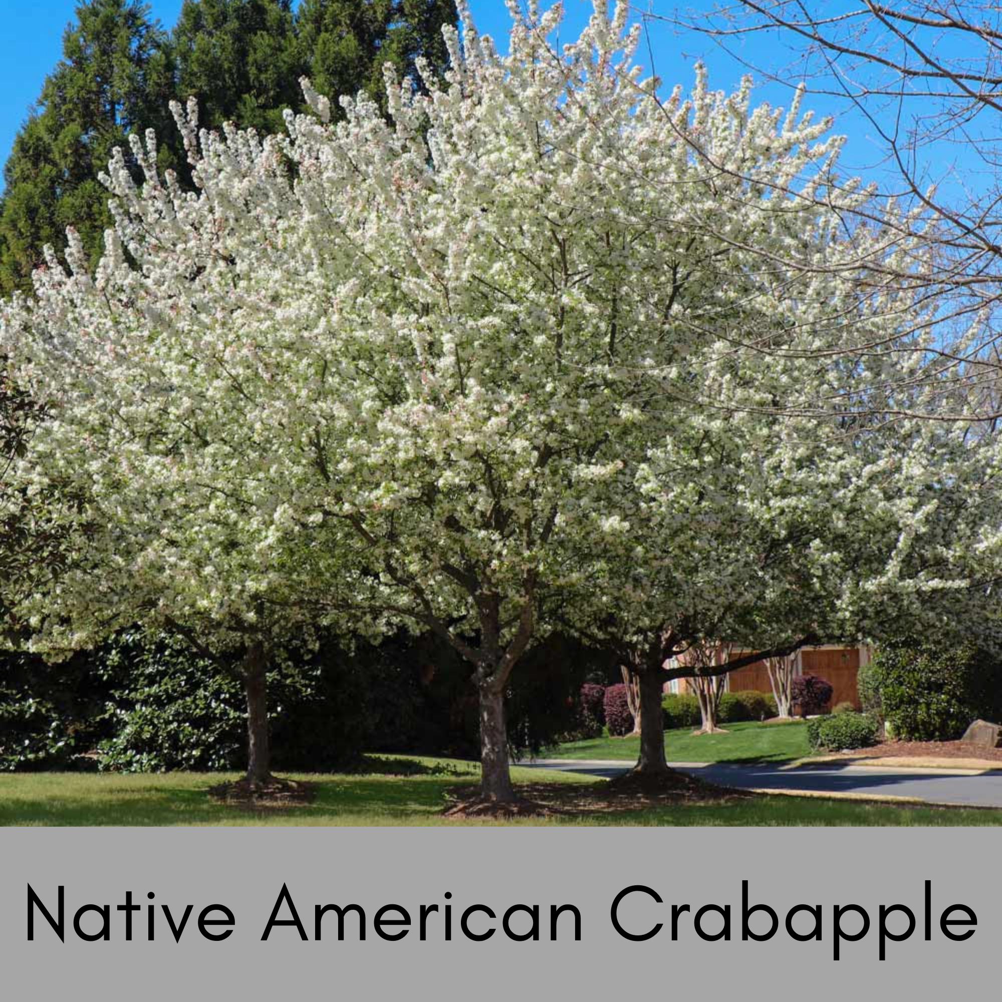 American Crabapple Tree Wild Crabapple Hi Res Stock Photography And