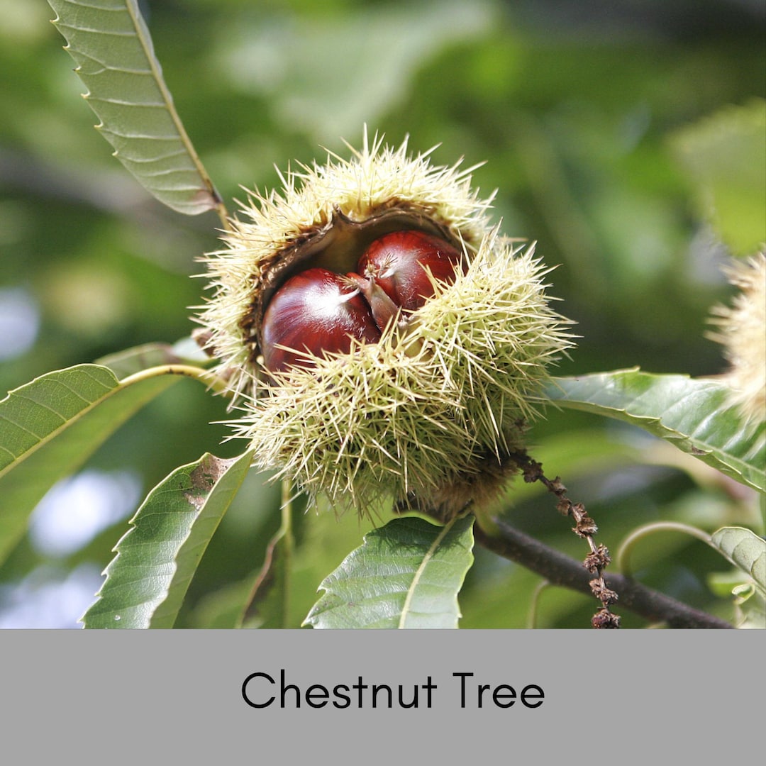 HYBRID CHESTNUT TREES, Fast Growing Shade Tree, Produces Chestnuts ...