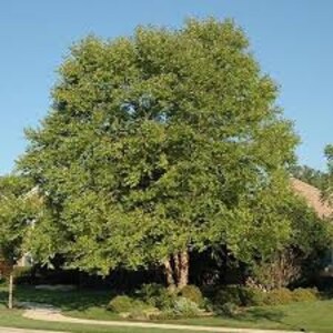 RIVER BIRCH TREE 5 Gallon Tree 4 to 5 Feet Tall Free Shipping on All ...