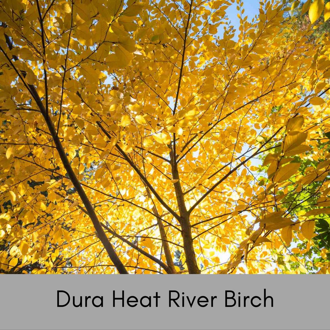 RIVER BIRCH TREE - 5 Gallon Tree 4 to 5 Feet Tall - Free Shipping on ...