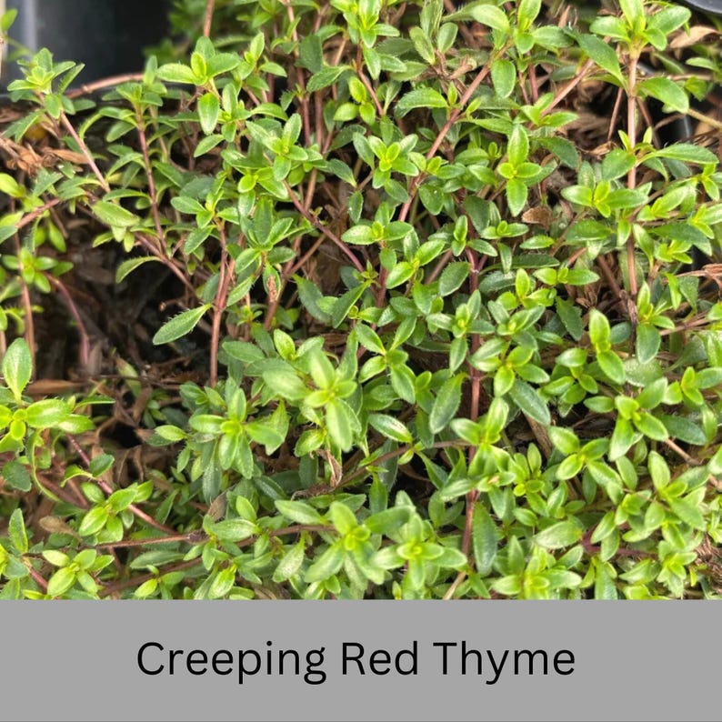 Creeping Red Thyme – Live Plant | Fragrant Ground Cover & Pollinator ...