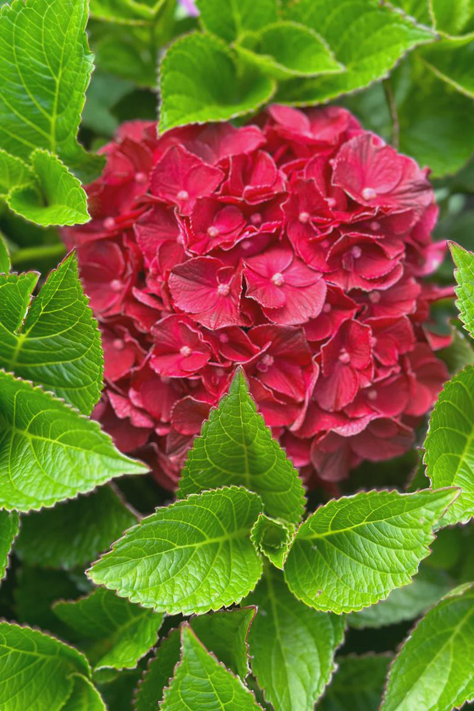 Cherry-go-round™ Hydrangea | Compact Reblooming Mophead | Bright Red ...