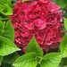 Cherry-go-round™ Hydrangea | Compact Reblooming Mophead | Bright Red ...