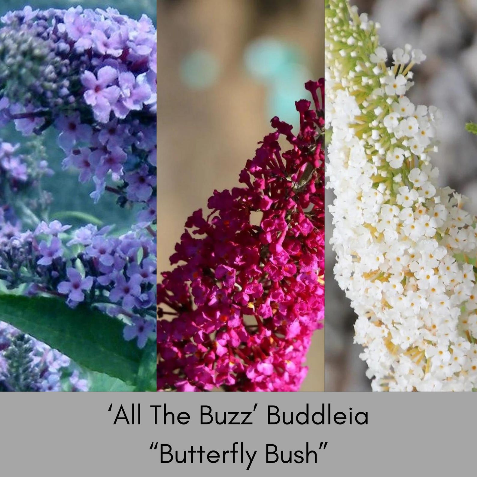 Multi Color Butterfly Bush, all THE Buzz Buddleia, 1 Quart, Three ...
