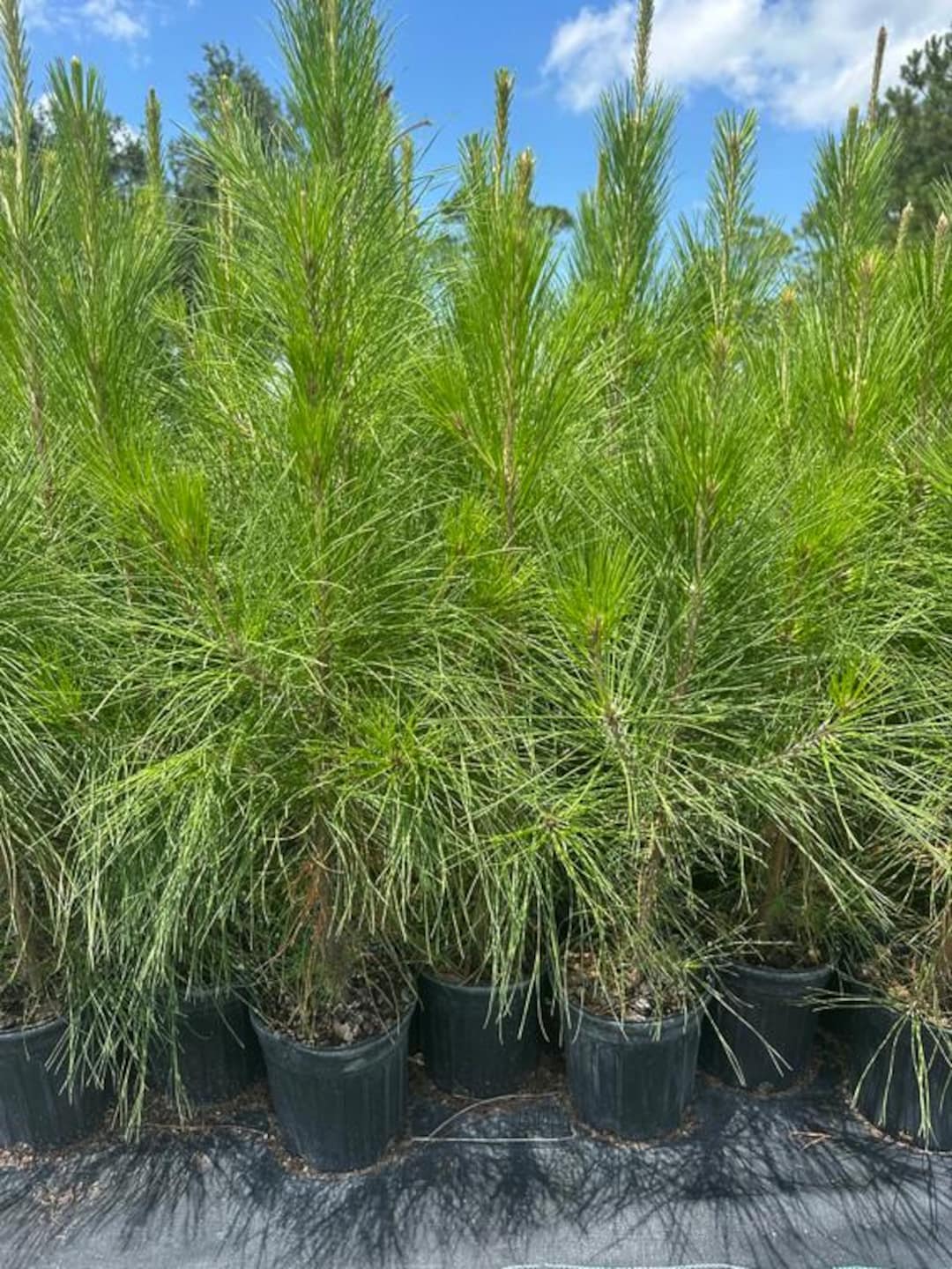 Loblolly Pine Tree (pinus Taeda) | BOGO SALE! | 3 to 4 Feet Tall – Fast ...
