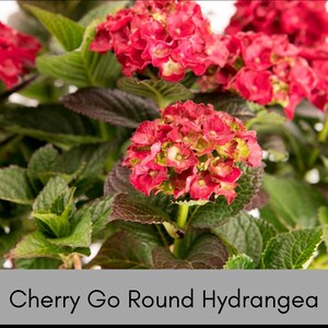 Cherry-go-round™ Hydrangea | Compact Reblooming Mophead | Bright Red ...
