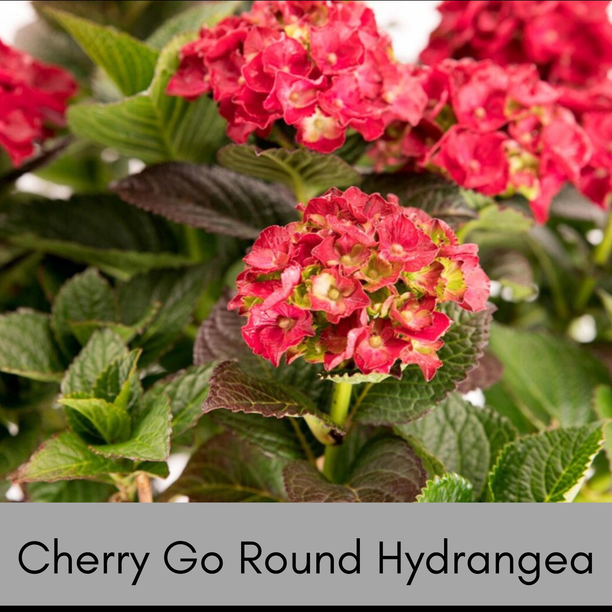 Cherry-go-round™ Hydrangea | Compact Reblooming Mophead | Bright Red ...