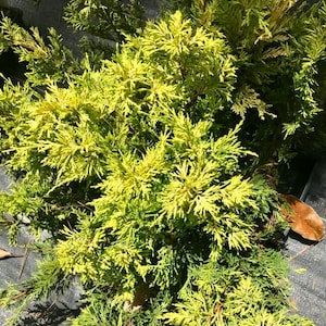 WEST WIND Leyland Cypress, Yellow Evergreen Hedge, 4 Plants Included ...