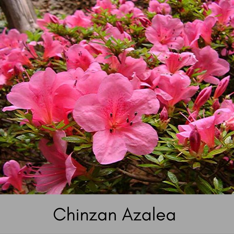 Azalea - Etsy