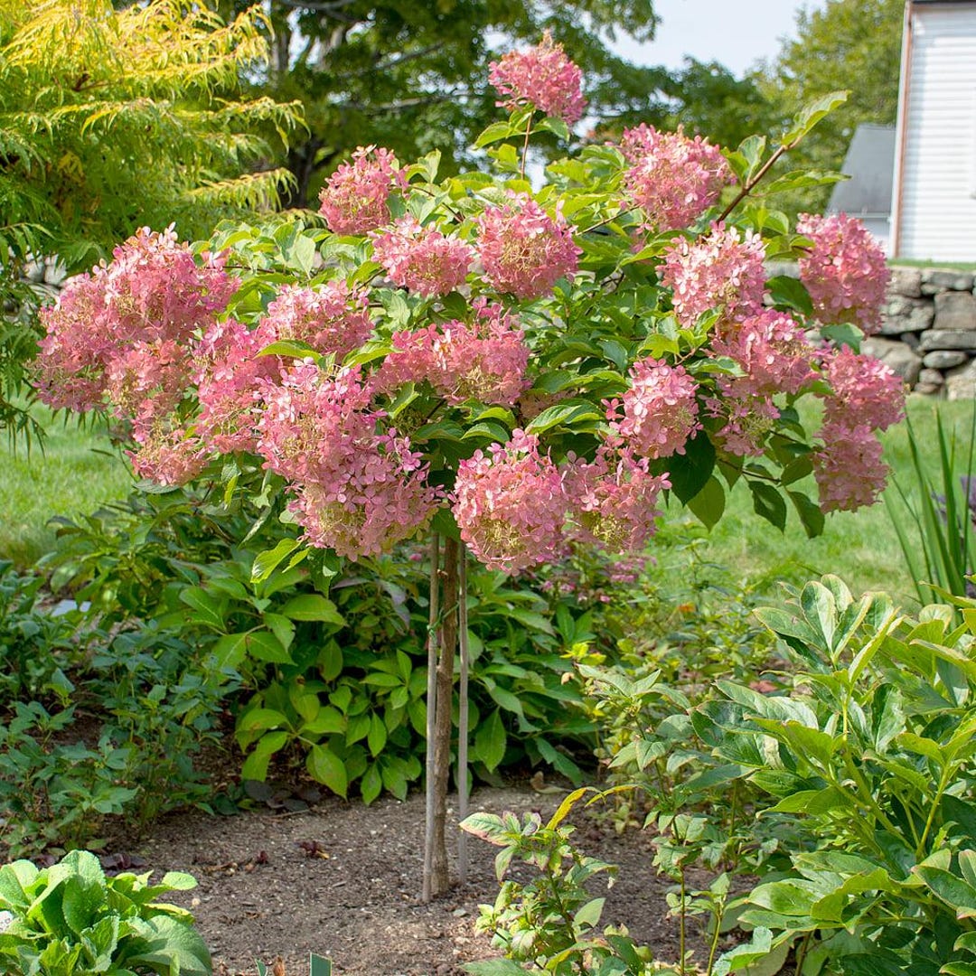 Hydrangea Paniculata 'phantom' | Tree Form Hydrangea | 3 TO 4 FEET TALL ...