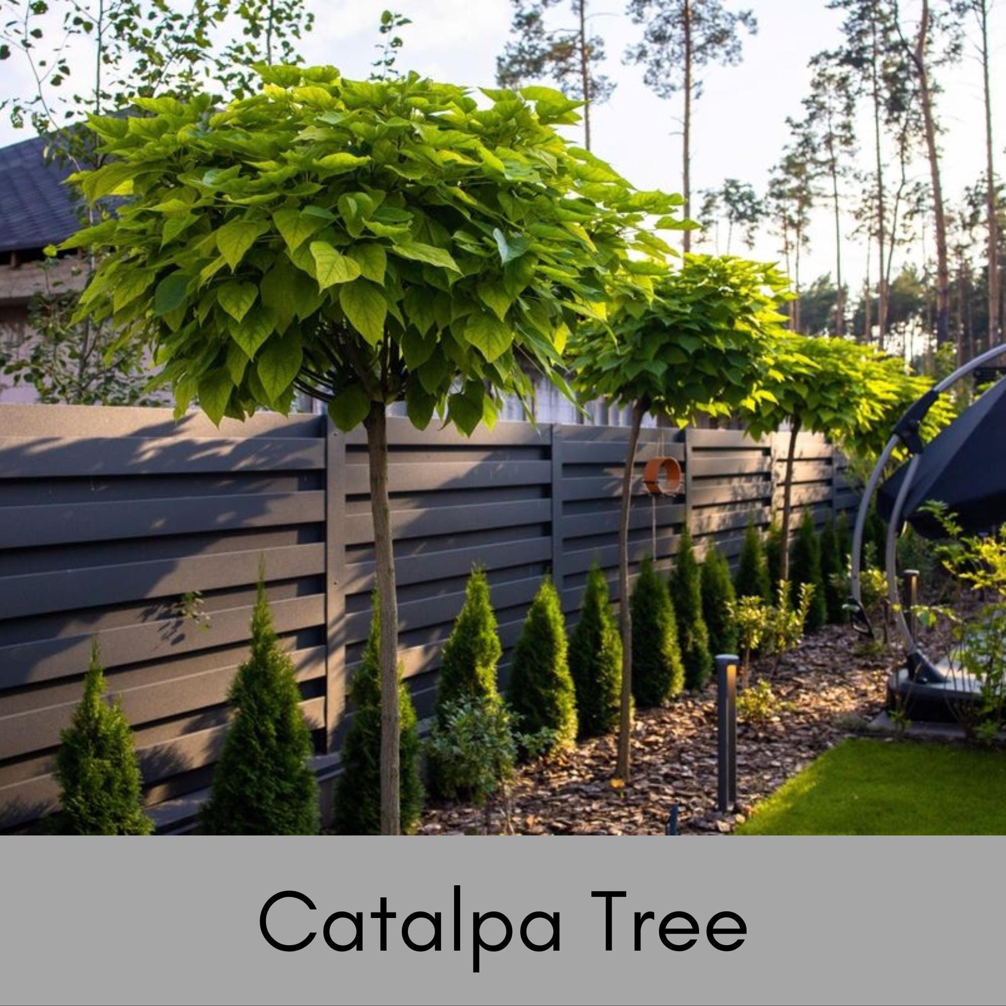 Catalpa Tree for Sale – Fast-growing Shade Tree | Ardent Gardeners - Etsy