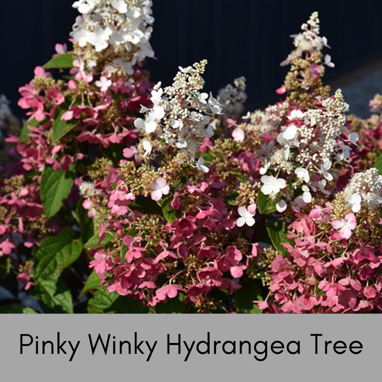 Hydrangea Tree 'pinky Winky' | 4 Feet Plus Tall | Free Shipping | Fast ...