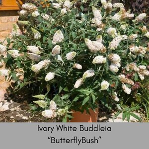 Buzz® Ivory Butterfly Bush, Fragrant Blooms, Compact Size, Butterfly ...