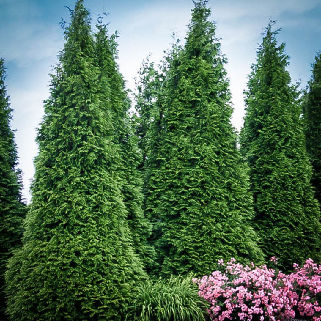 Living Fence Evergreen