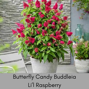 Li'l Raspberry™ Butterfly Bush – Butterfly Candy™ Collection - Etsy