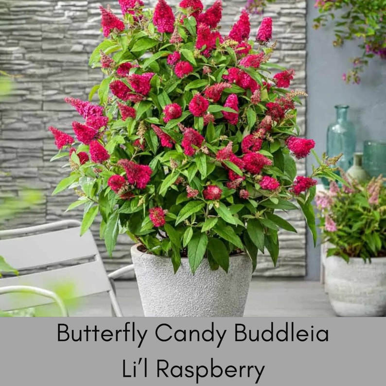 Li'l Raspberry™ Butterfly Bush – Butterfly Candy™ Collection - Etsy