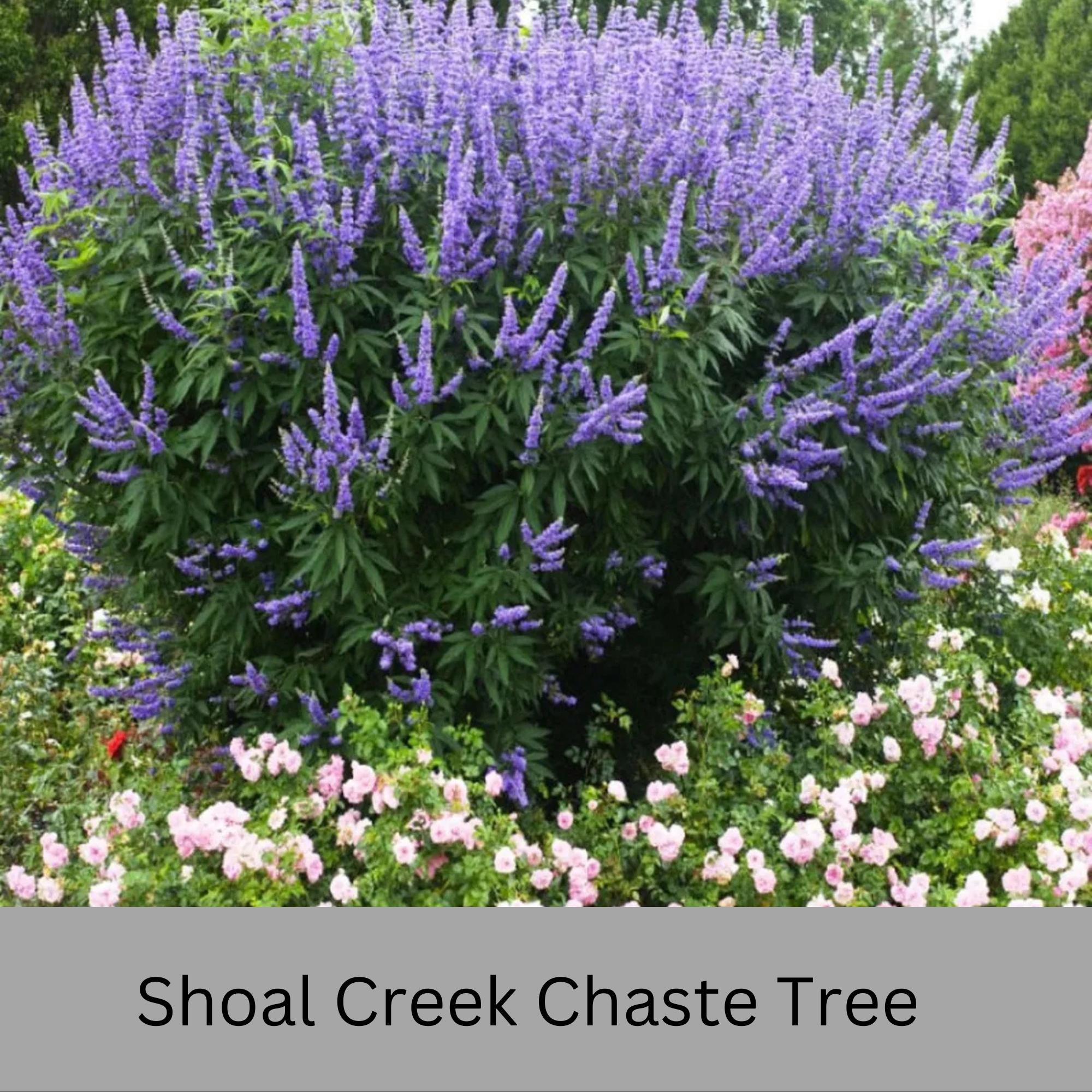 Shoal Creek Chaste Tree – Fast Growing, Pollinator Friendly Flowering ...