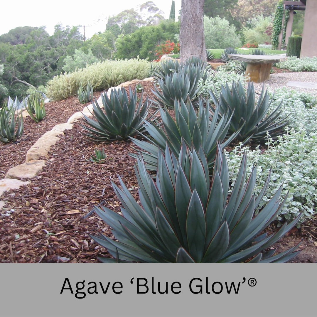 Agave 'blue Glow'® | 1 Quart Containers | Evergreen Succulent | Full Sun Loving Perennial | Deer ...