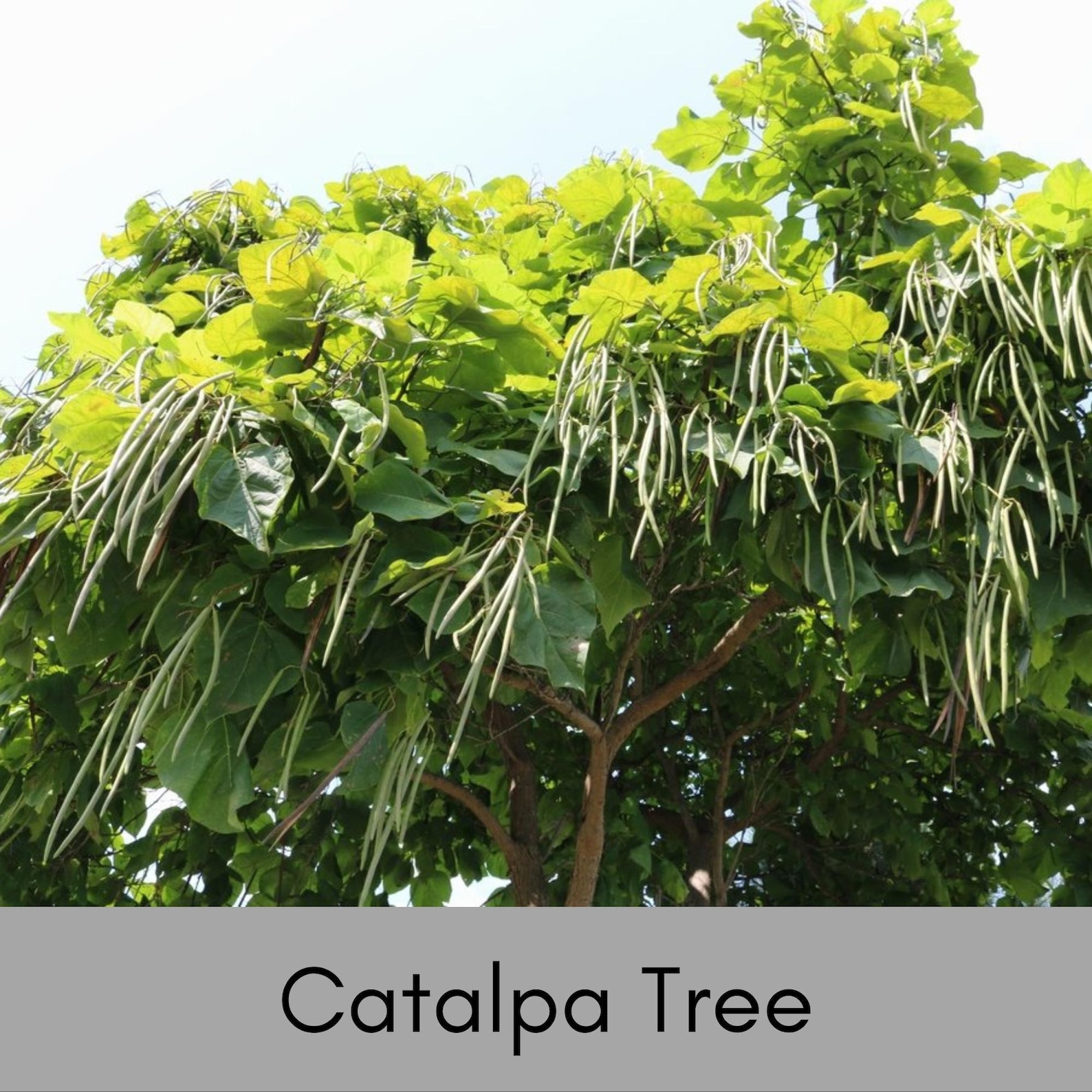 Catalpa Tree for Sale – Fast-growing Shade Tree | Ardent Gardeners - Etsy