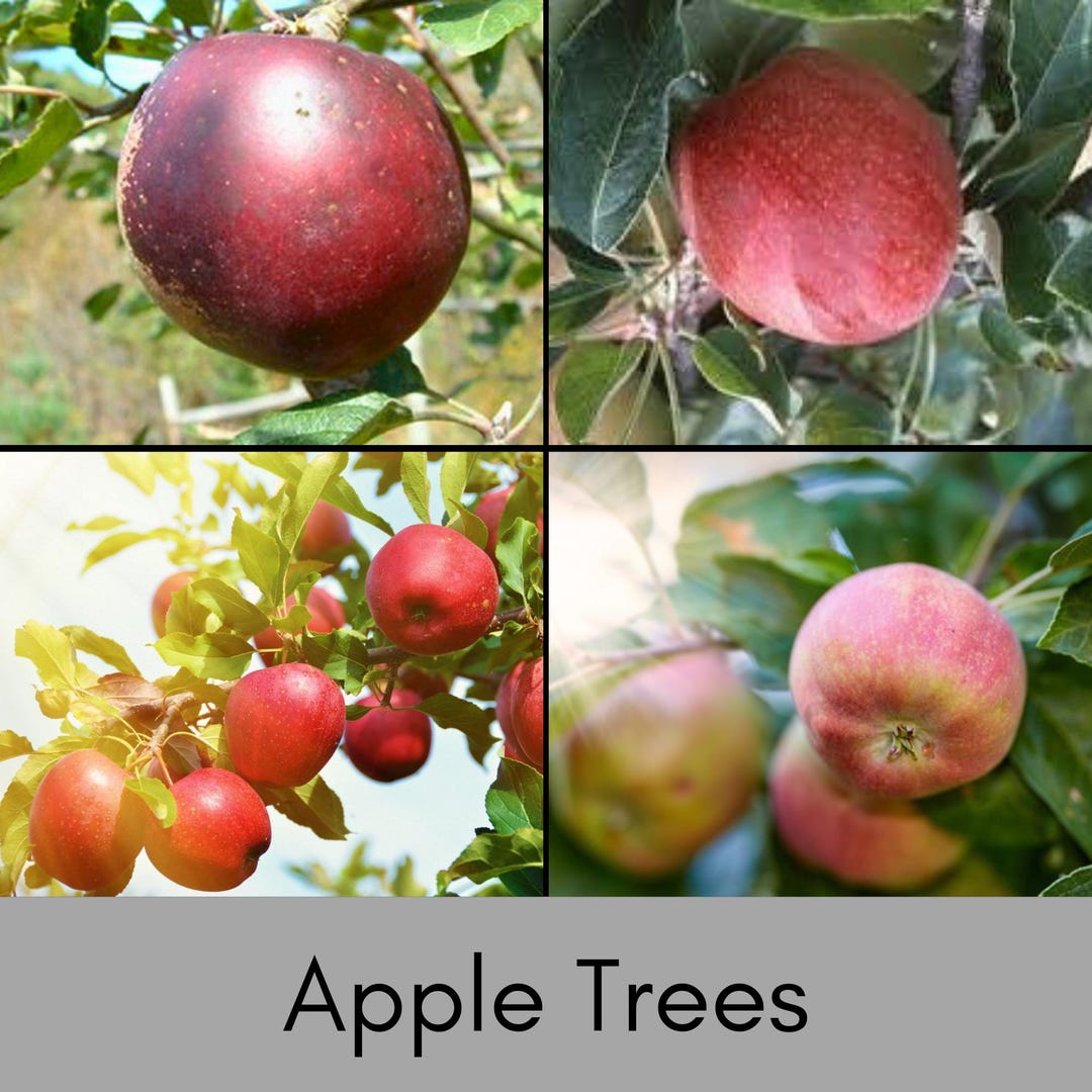 Home Grown Apples, Edible Fruit, Apple Pies, 4 Varieties to Choose ...