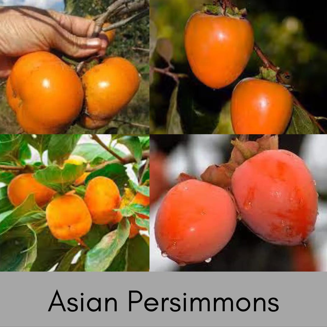 ASIAN PERSIMMONS, Incredible Honey Sweet Flavor, Matsumoto, Hachiya ...