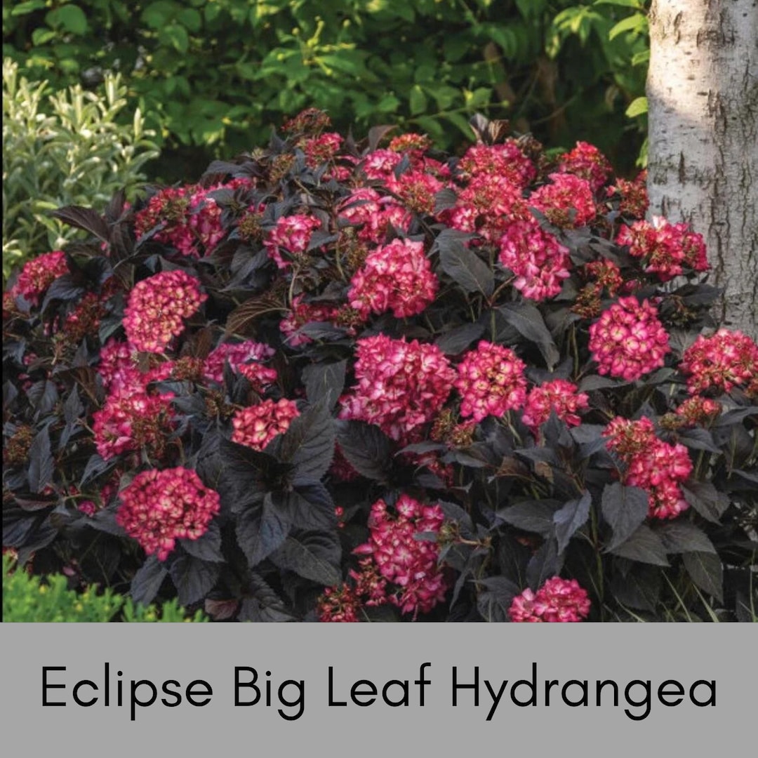 Eclipse Big Leaf Hydrangea - Stunning Blooms for Your Garden - Red Flowers With Rich Dark Leaves ...