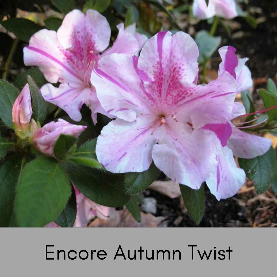 Autumn Encore Azaleas, Purple, Pink, and Red Flowers, 2 Sizes to Choose ...