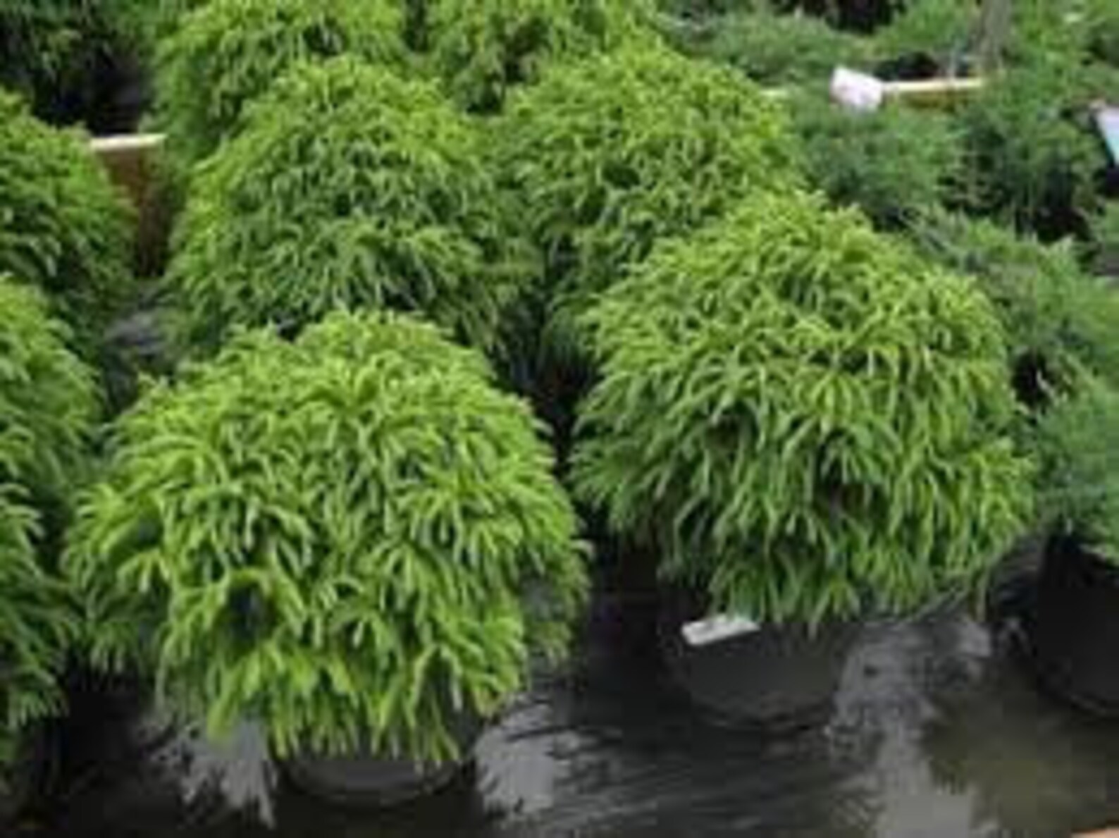 Dwarf Japanese Cedar Cryptomeria Globosa Nana 1 3 & 7 - Etsy