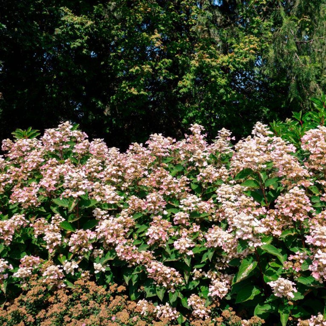 Torch™ Hardy Hydrangea – Compact, Cold-hardy Blooms All Summer ...