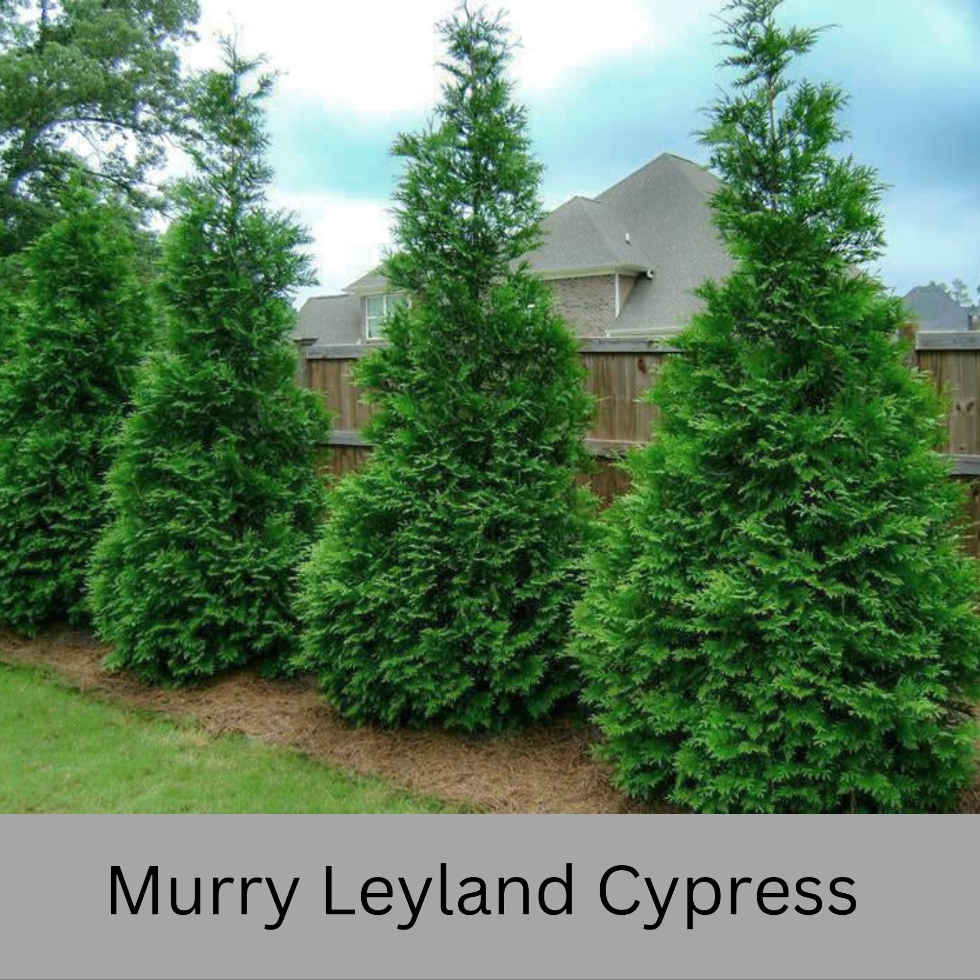 Murry Leyland CYPRESS- Privacy Hedge Tree - 4 Trees Included per Order ...