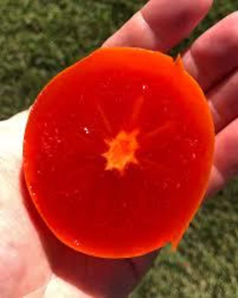 Matsumoto Persimmon Tree | Diospyros Kaki | Sweet Non-astringent Fruit ...