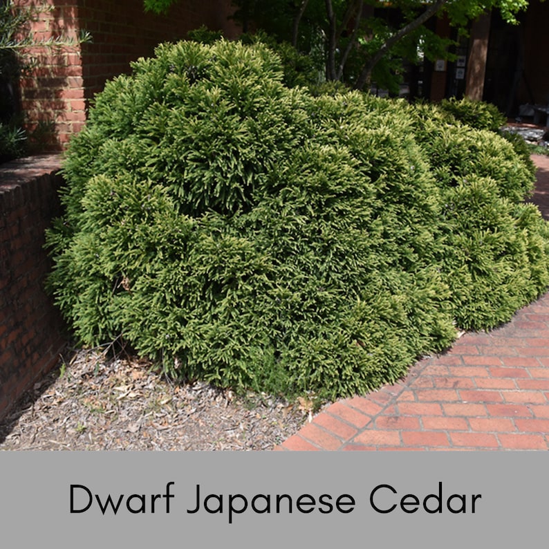 Dwarf Japanese Cedar | Cryptomeria Globosa | Available 3 Different ...