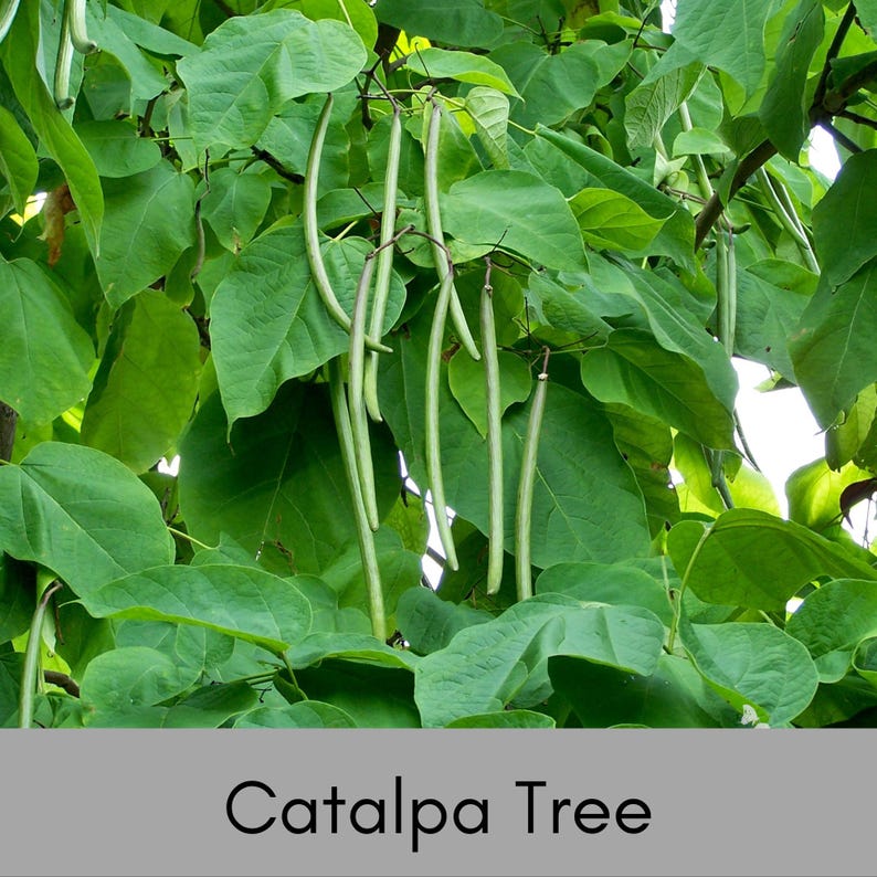 Catalpa Tree for Sale – Fast-growing Shade Tree | Ardent Gardeners - Etsy