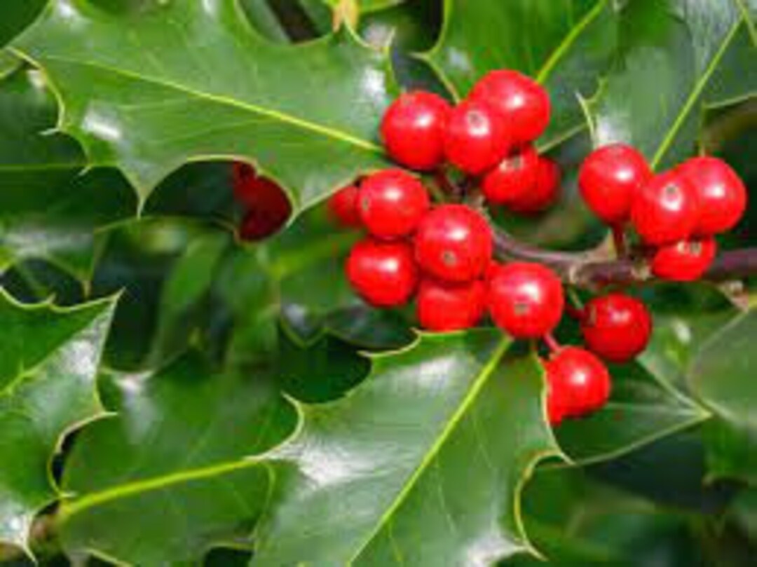 Native AMERICAN HOLLY 2' TO 3' Feet Tall 3 Gallon Plant - Etsy
