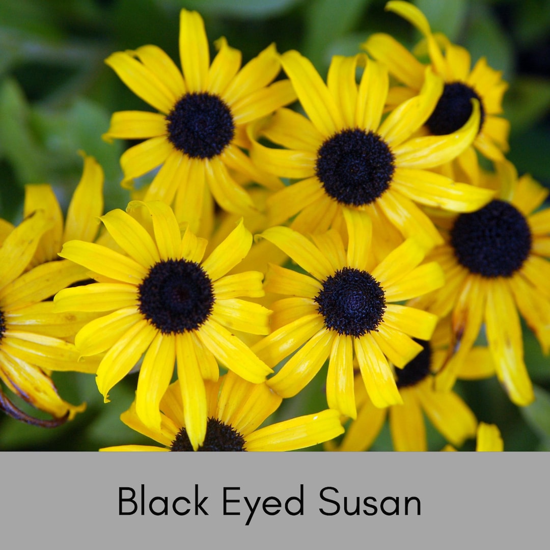 BLACK EYED SUSAN, 10 Plants per Order, Yellow Flowers, Perennial ...