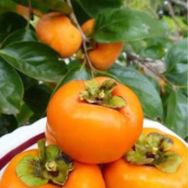 Giant Fuyu Persimmon Tree Etsy